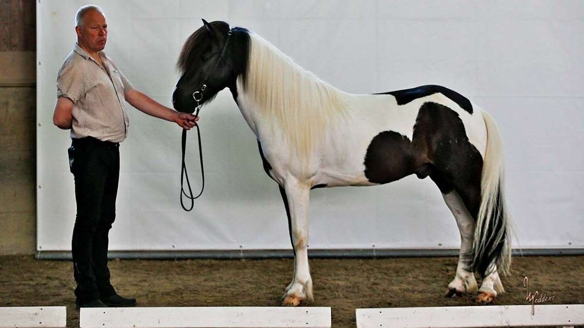 UNDRA - Discover the world of Icelandic horses