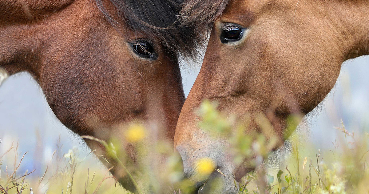 UNDRA - Discover the world of Icelandic horses