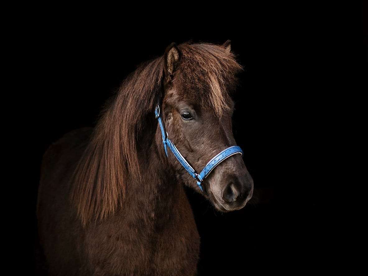 UNDRA - Discover the world of Icelandic horses