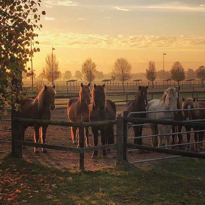 UNDRA - Discover the world of Icelandic horses