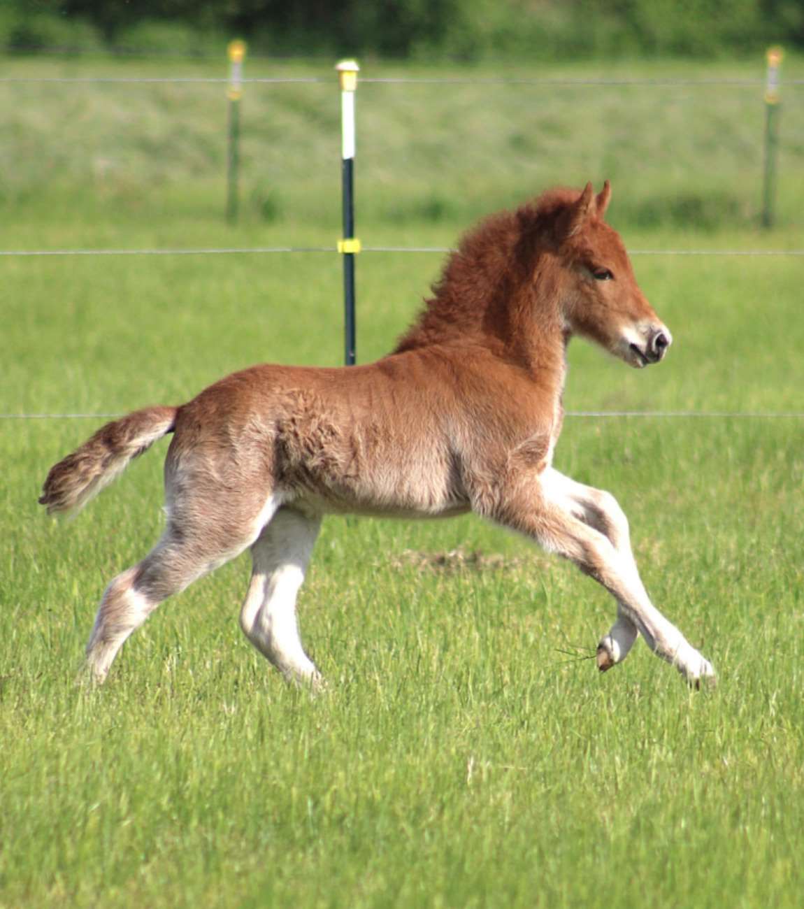 UNDRA - Discover the world of Icelandic horses