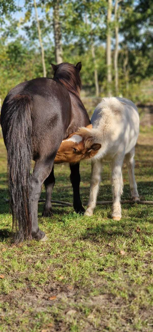 UNDRA - Discover the world of Icelandic horses