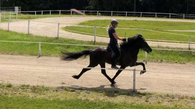 UNDRA - Discover the world of Icelandic horses