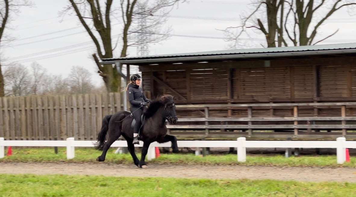 UNDRA - Discover the world of Icelandic horses