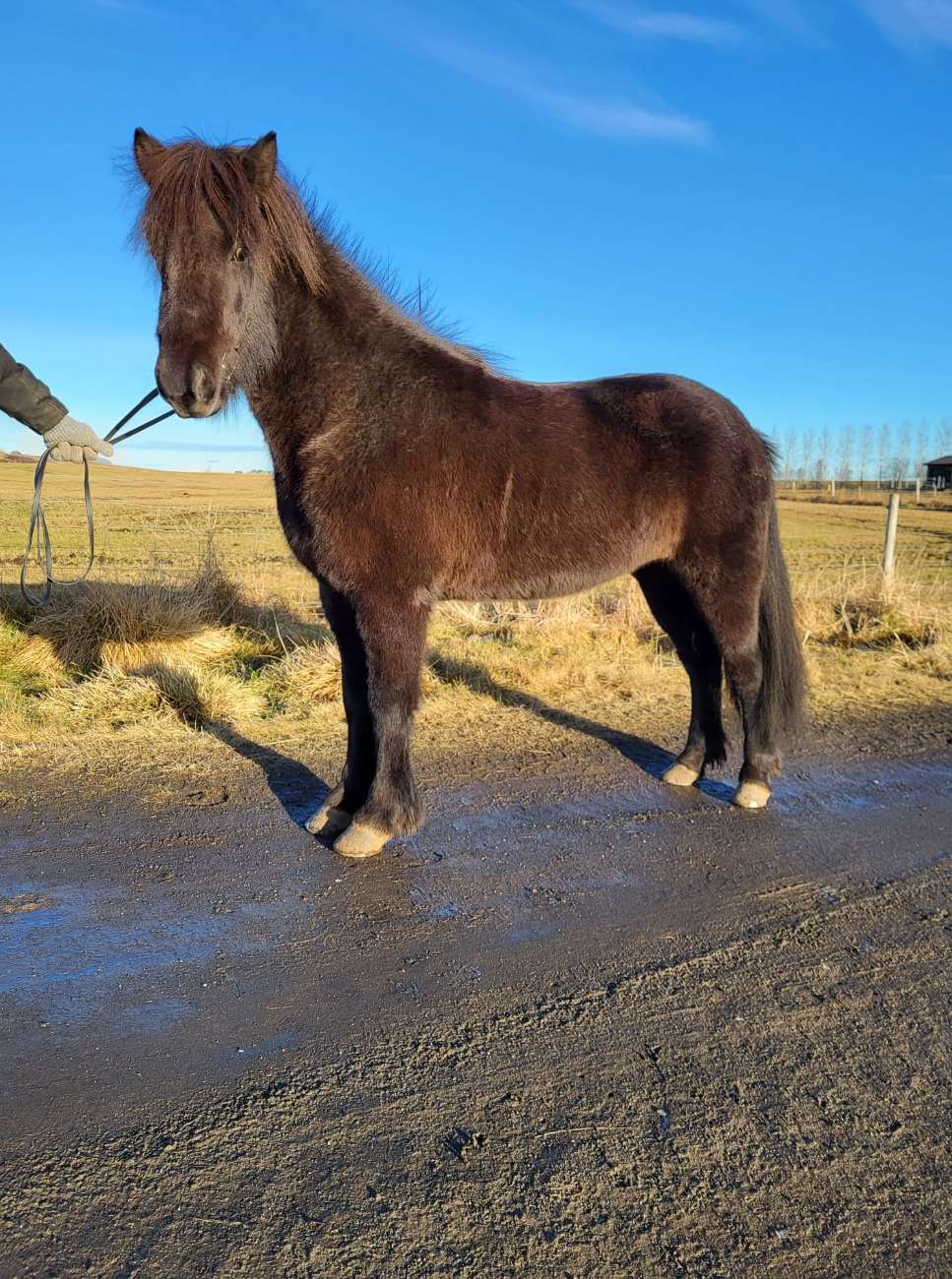 UNDRA - Discover the world of Icelandic horses