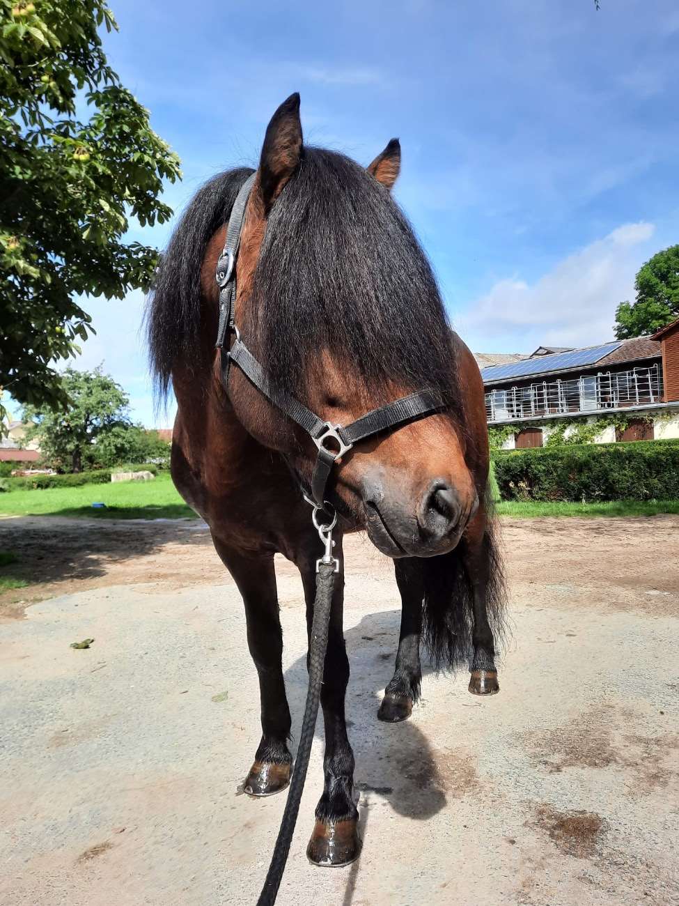 UNDRA - Discover the world of Icelandic horses
