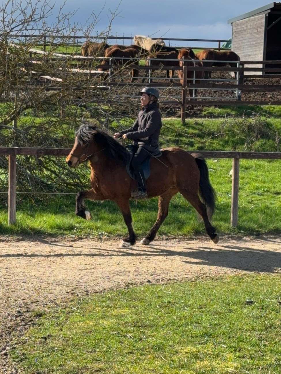 UNDRA - Discover the world of Icelandic horses