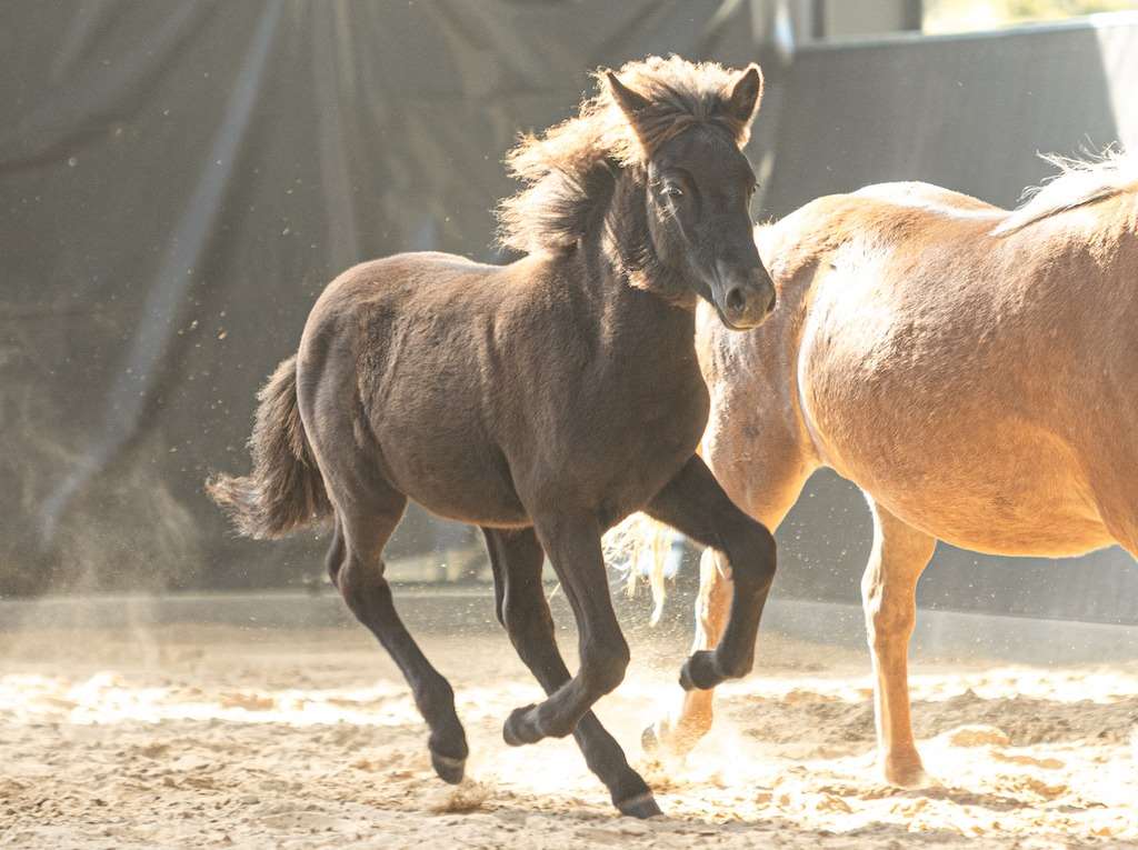 UNDRA - Discover the world of Icelandic horses