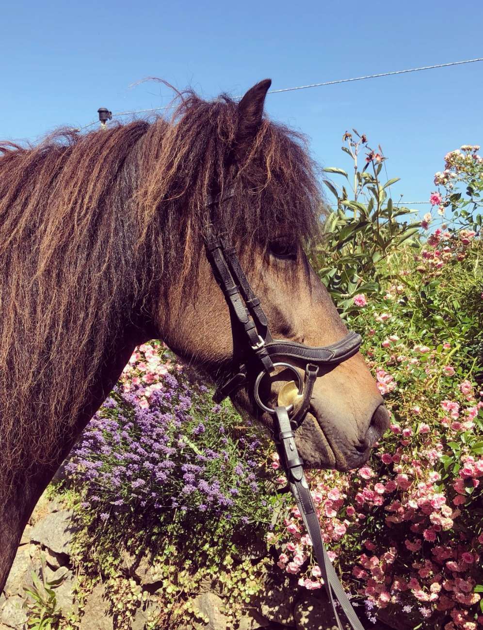 UNDRA - Discover the world of Icelandic horses