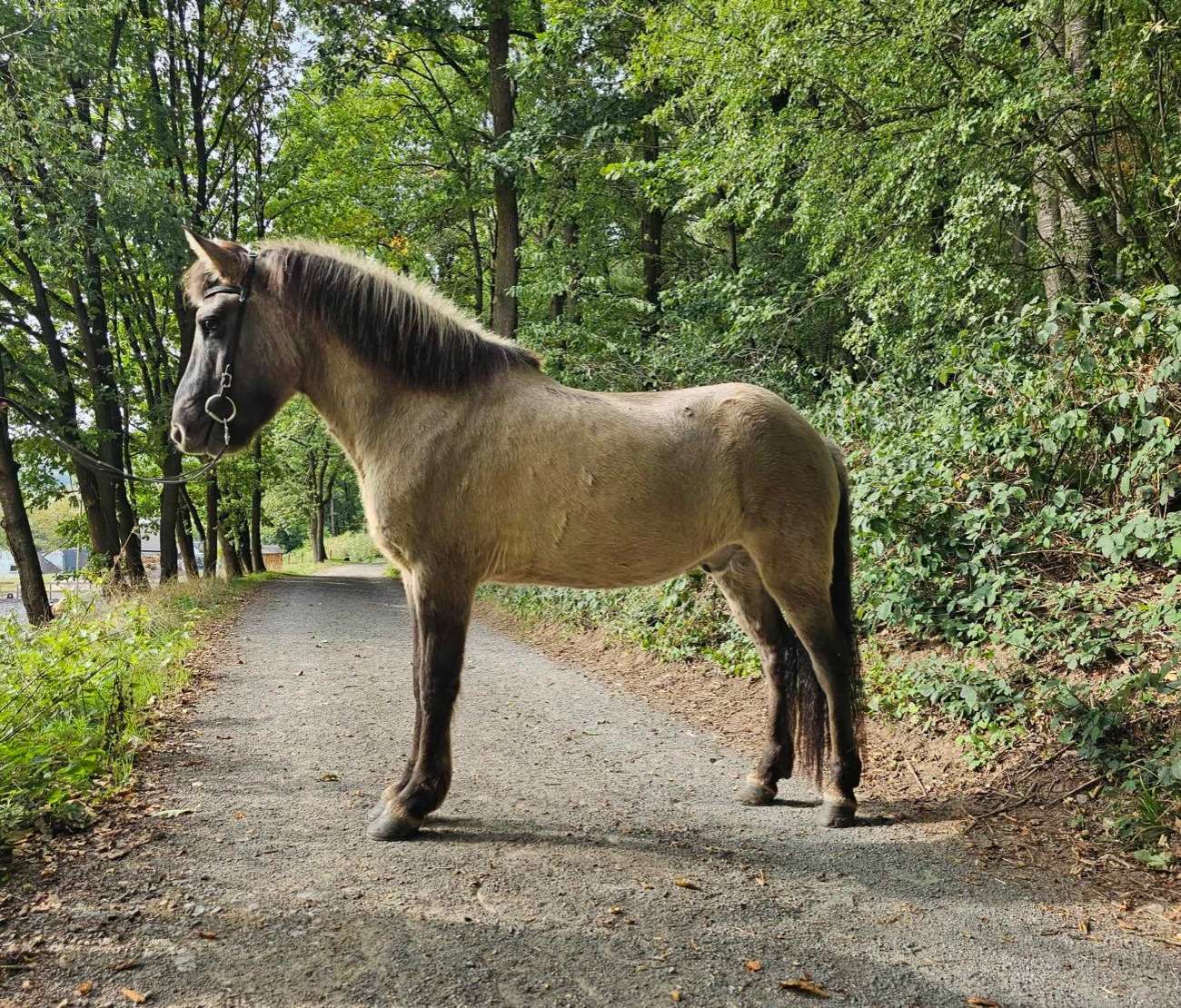 UNDRA - Discover the world of Icelandic horses