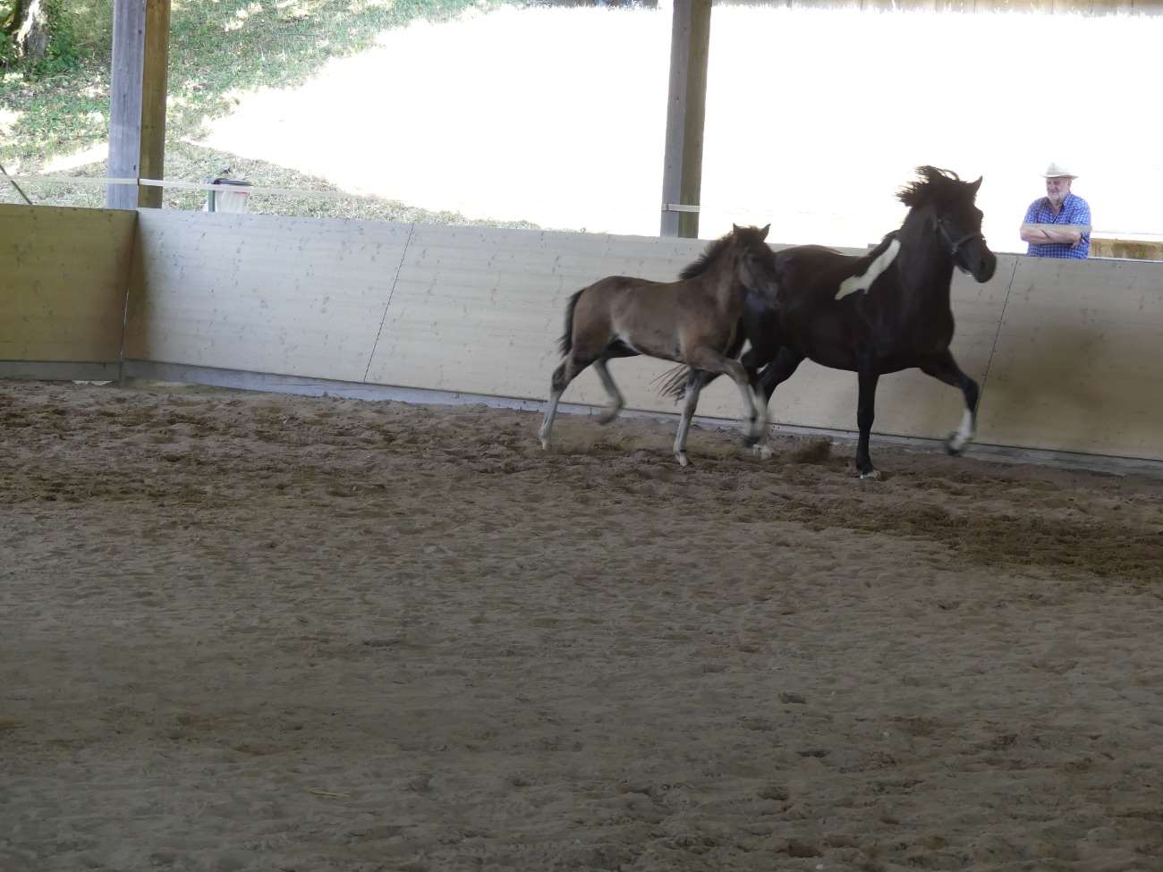 UNDRA - Discover the world of Icelandic horses