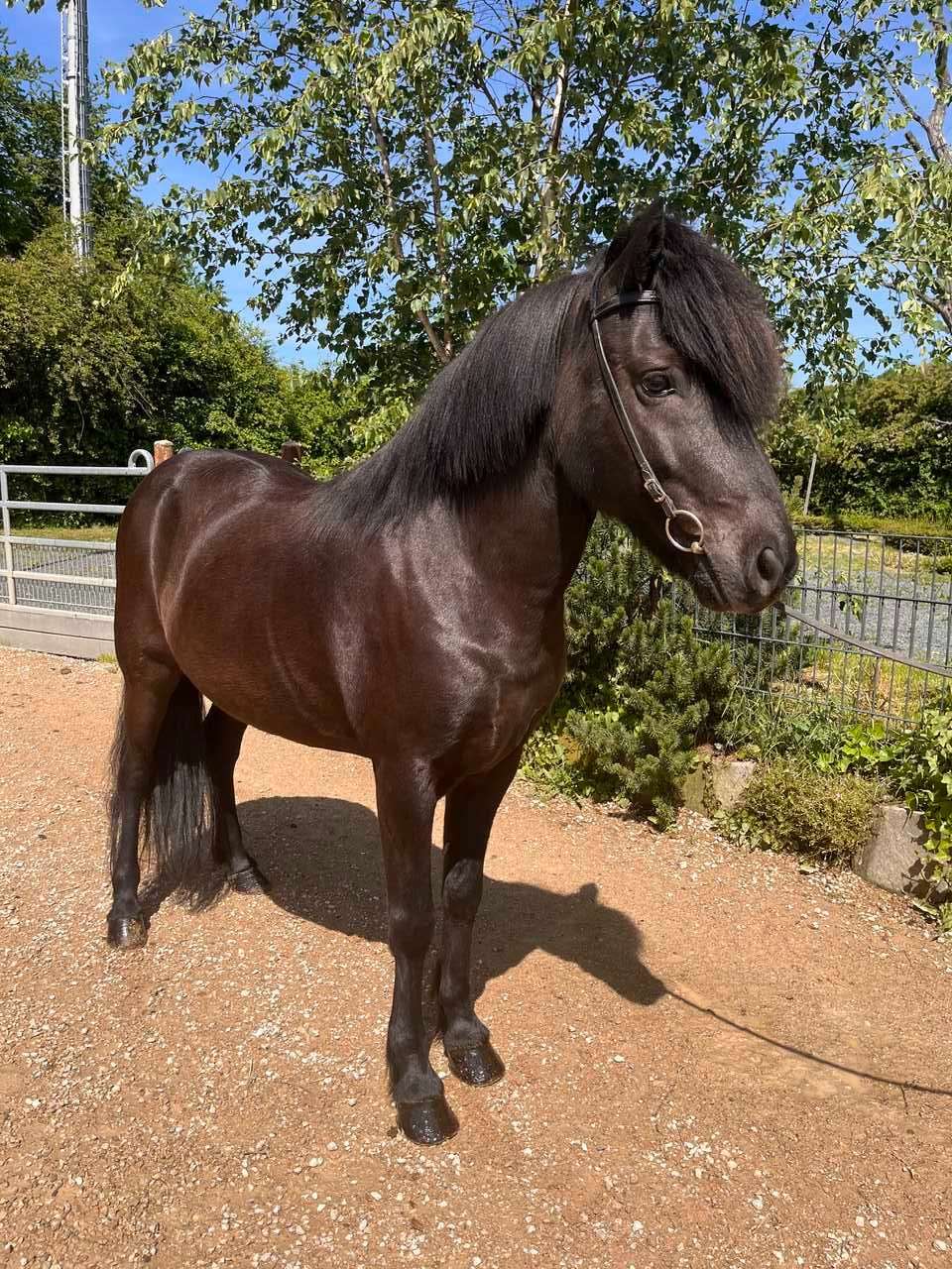 UNDRA - Discover the world of Icelandic horses