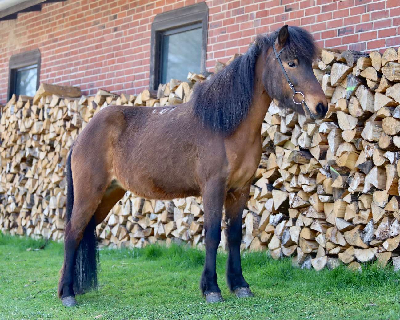 UNDRA - Discover the world of Icelandic horses