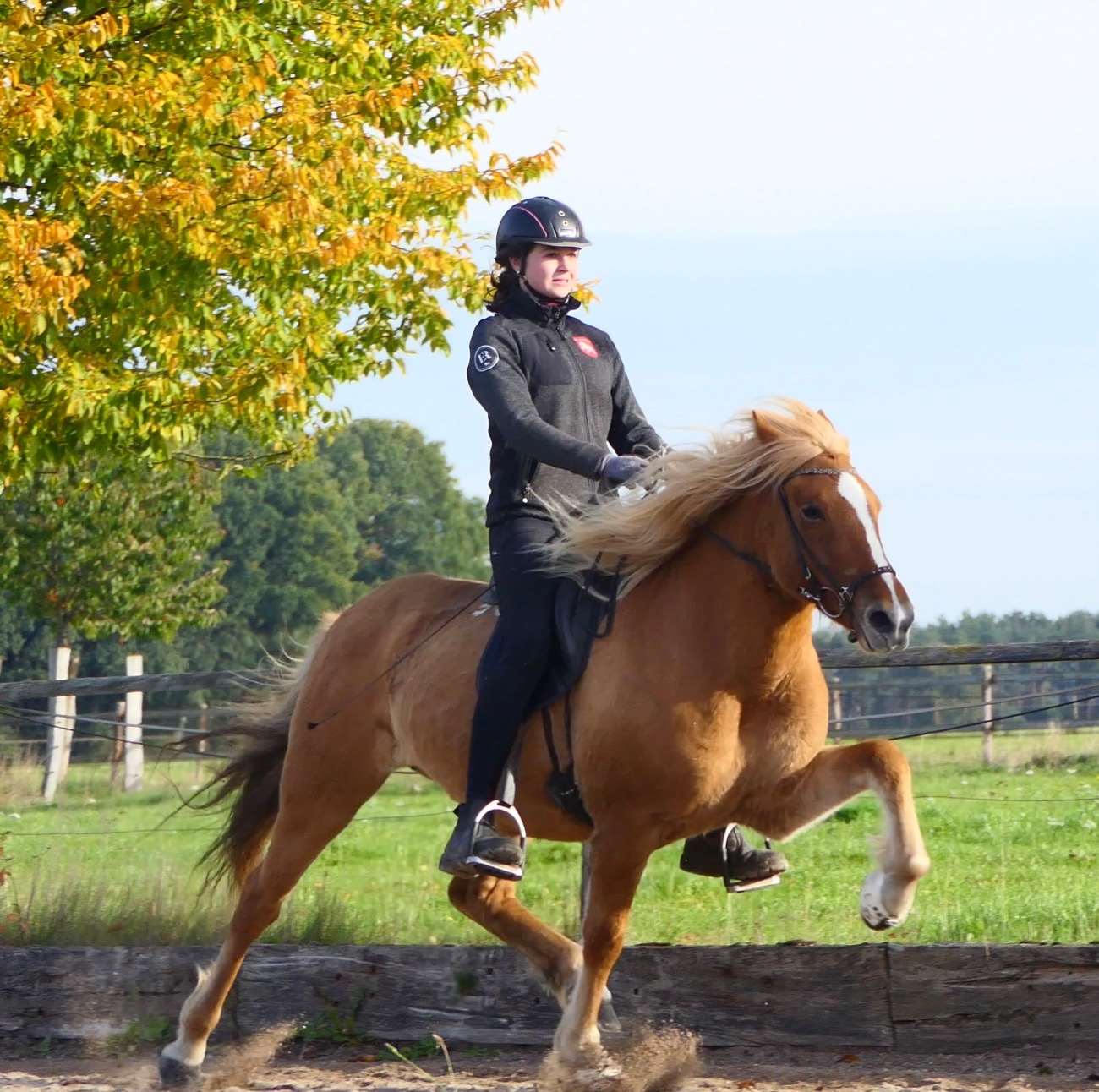 UNDRA - Discover the world of Icelandic horses