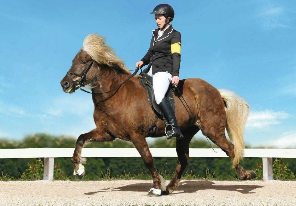 UNDRA - Discover the world of Icelandic horses