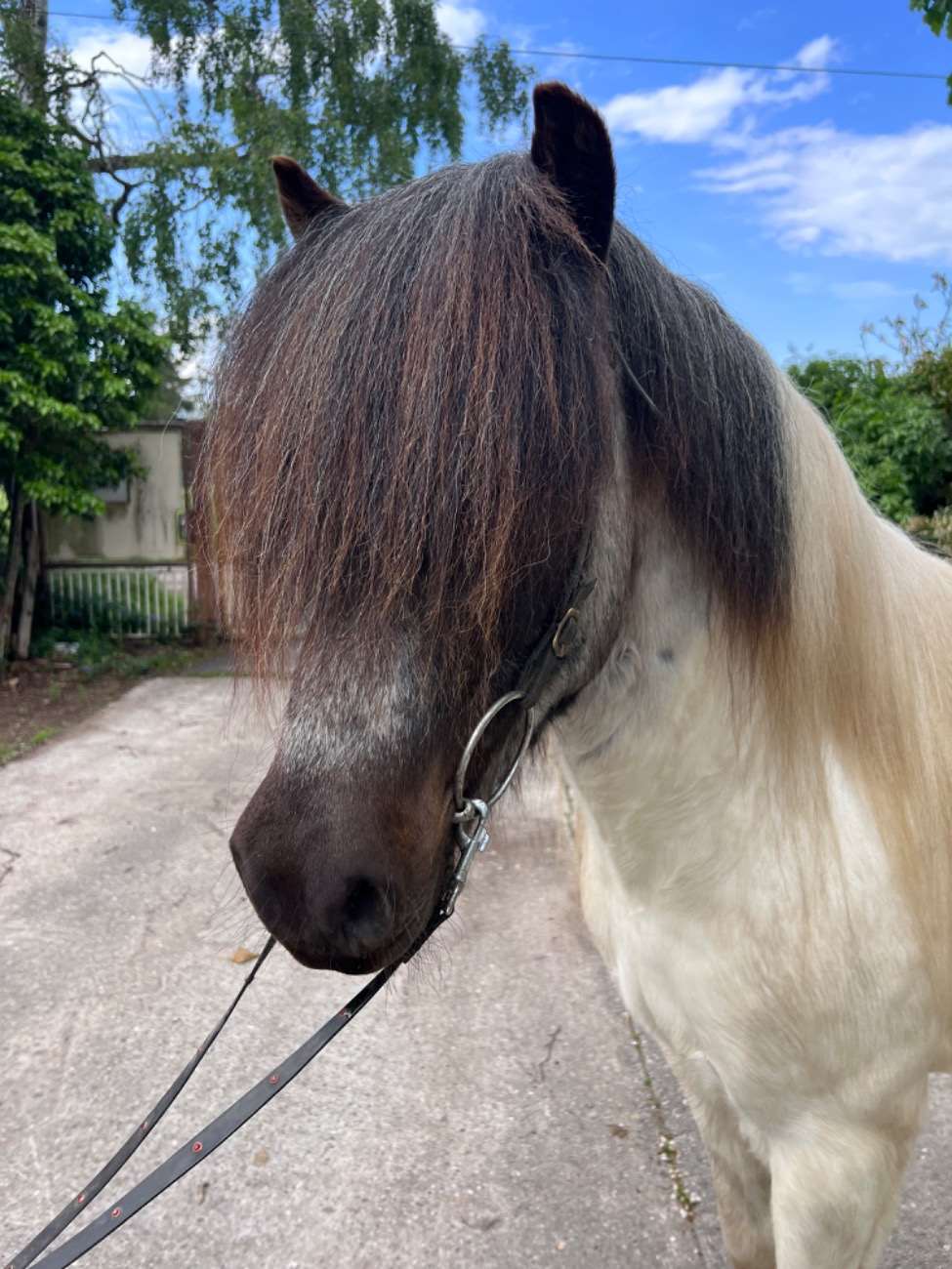UNDRA - Discover the world of Icelandic horses