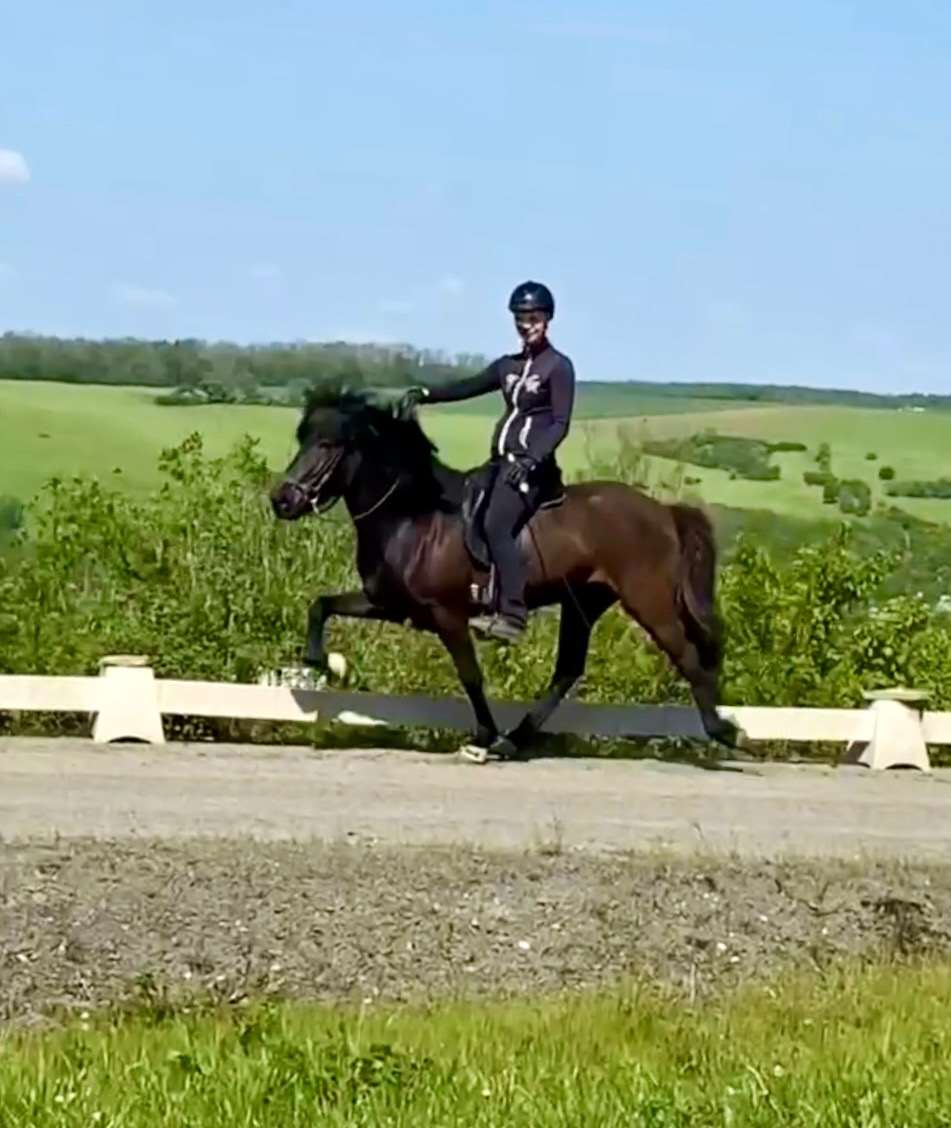 UNDRA - Discover the world of Icelandic horses