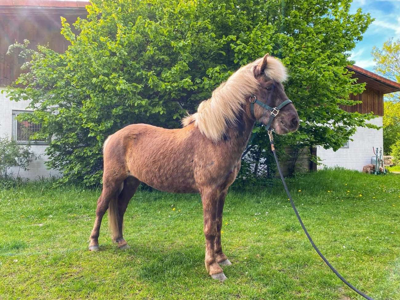 UNDRA - Discover the world of Icelandic horses